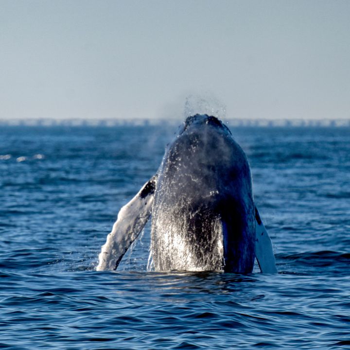 40. Whale Watching in Virginia Beach with Mike Mizell, Virginia ...