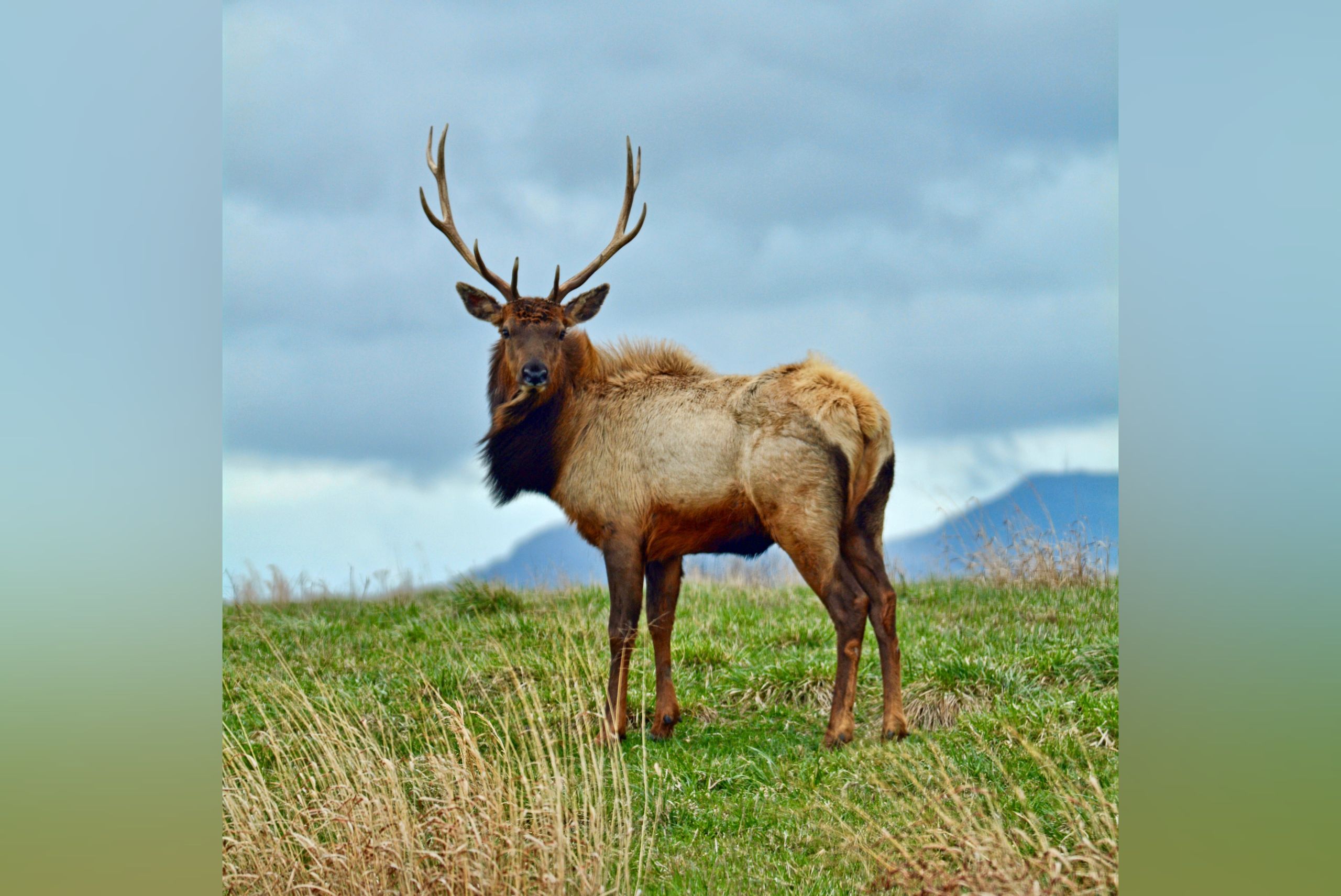 Appalachia’s Greatest Conservation Story: Elk Restoration