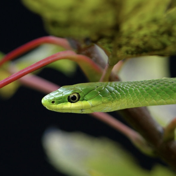 Virginia’s Venomous and Nonvenomous Snakes: Hiking Safety, Myths, and ...